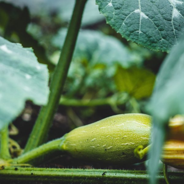 Courgette kweken in de moestuin - Griene Skoalle